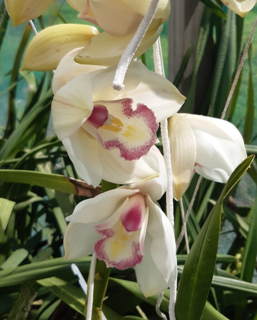 Our Flowers – Jaunay Orchids