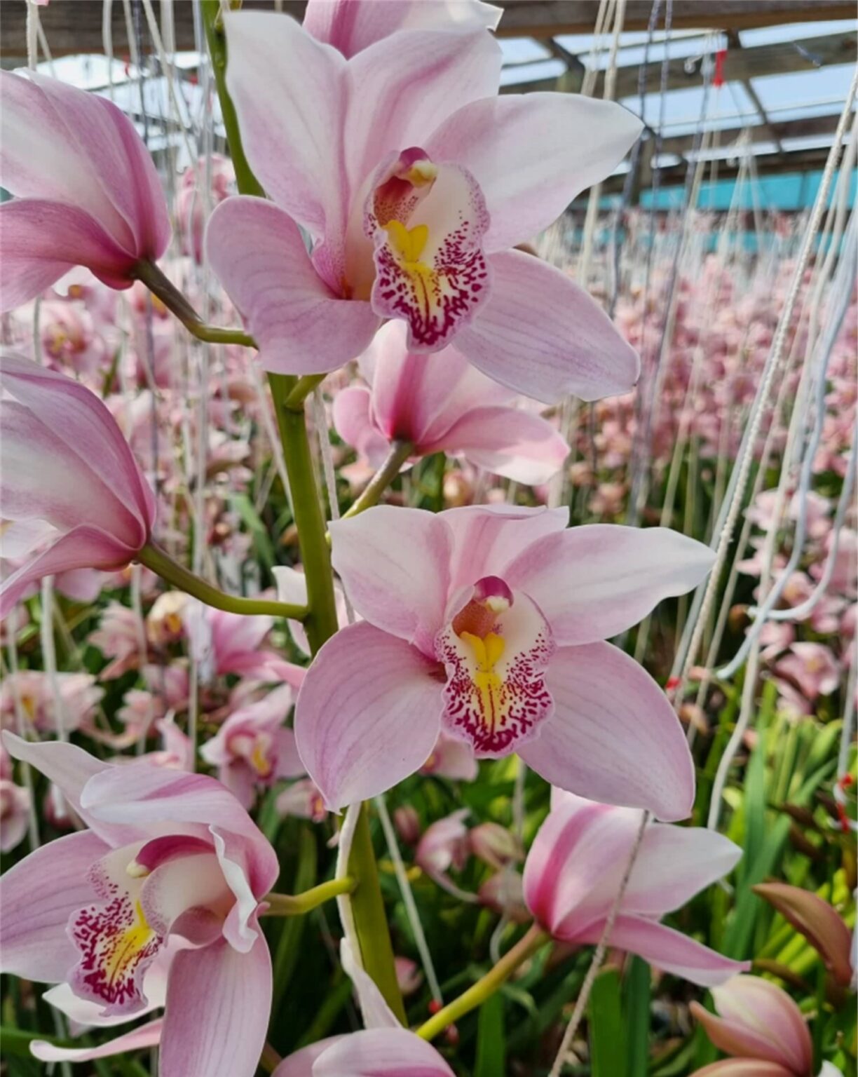 Standard Cymbidiums – Jaunay Orchids