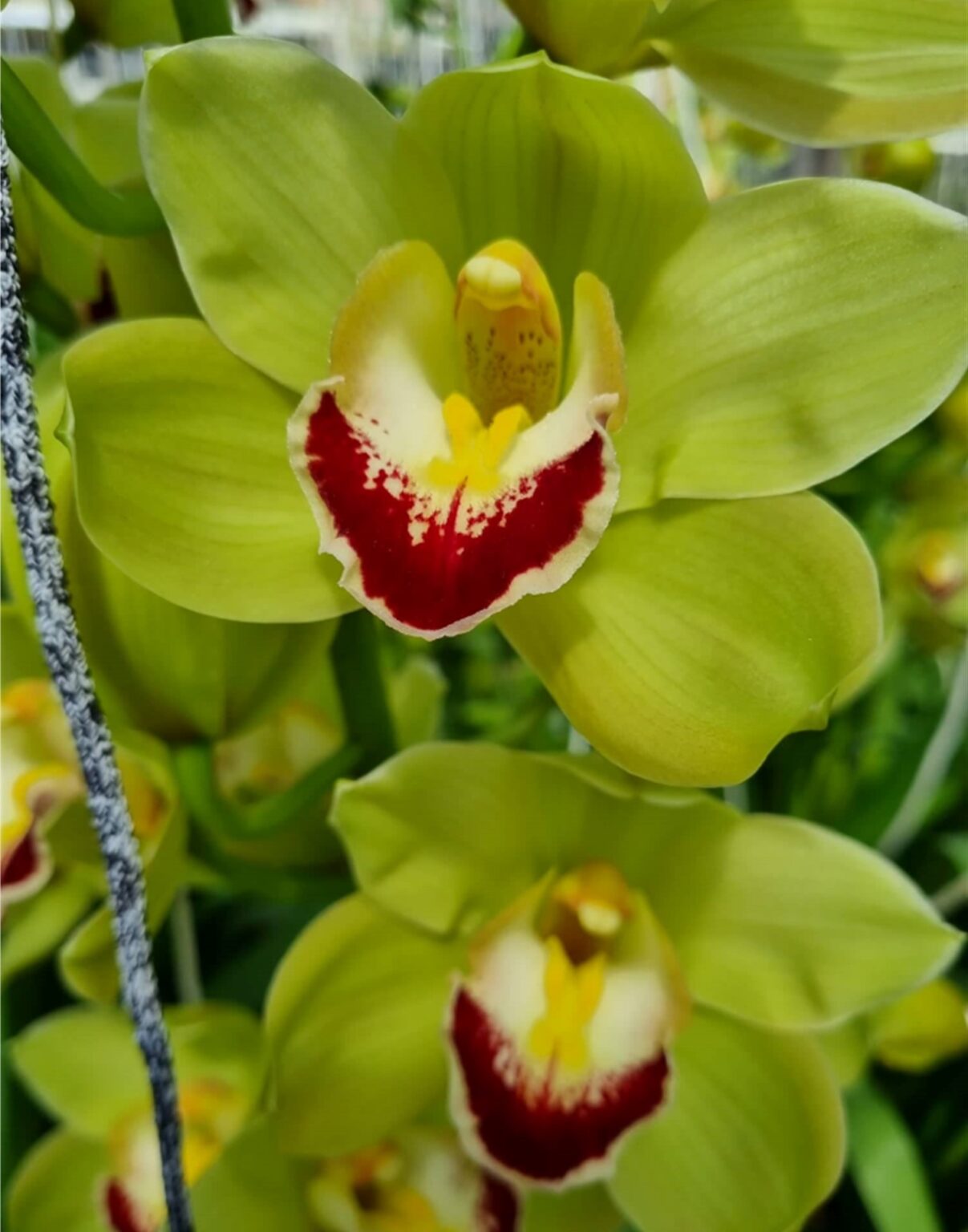 Standard Cymbidiums – Jaunay Orchids