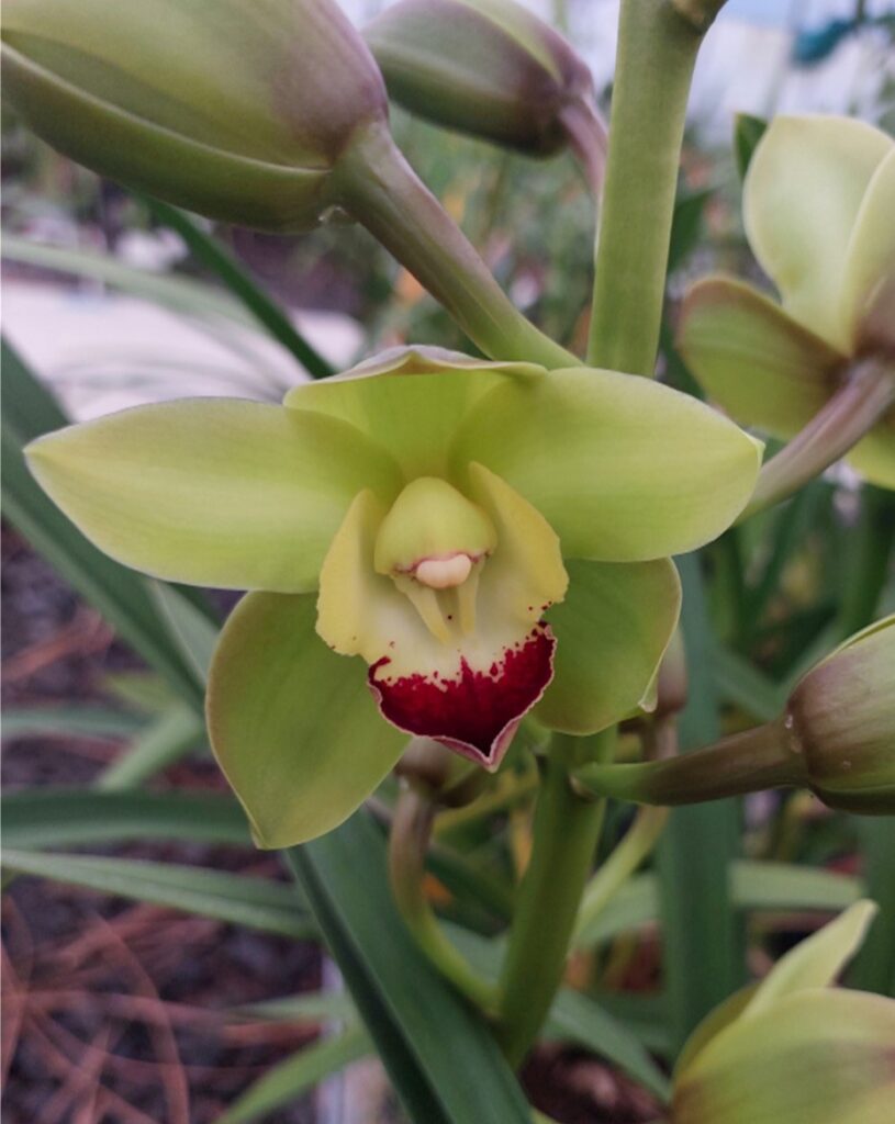 Mini Cymbidiums – Jaunay Orchids