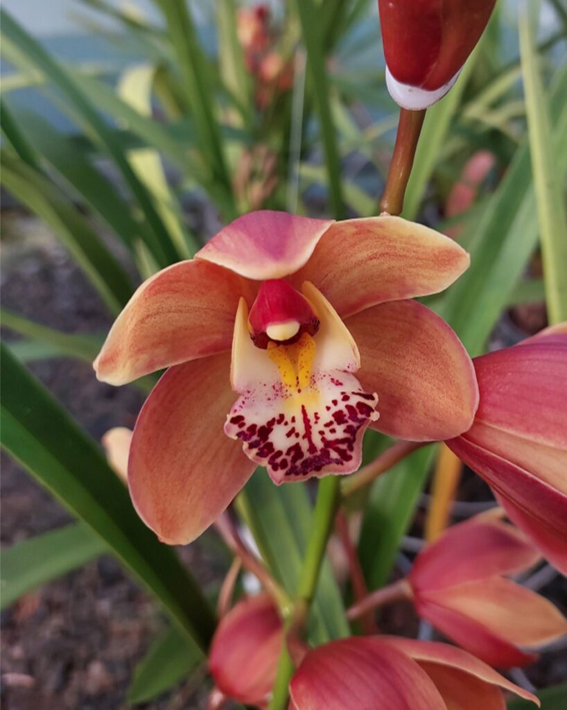 Mini Cymbidiums – Jaunay Orchids